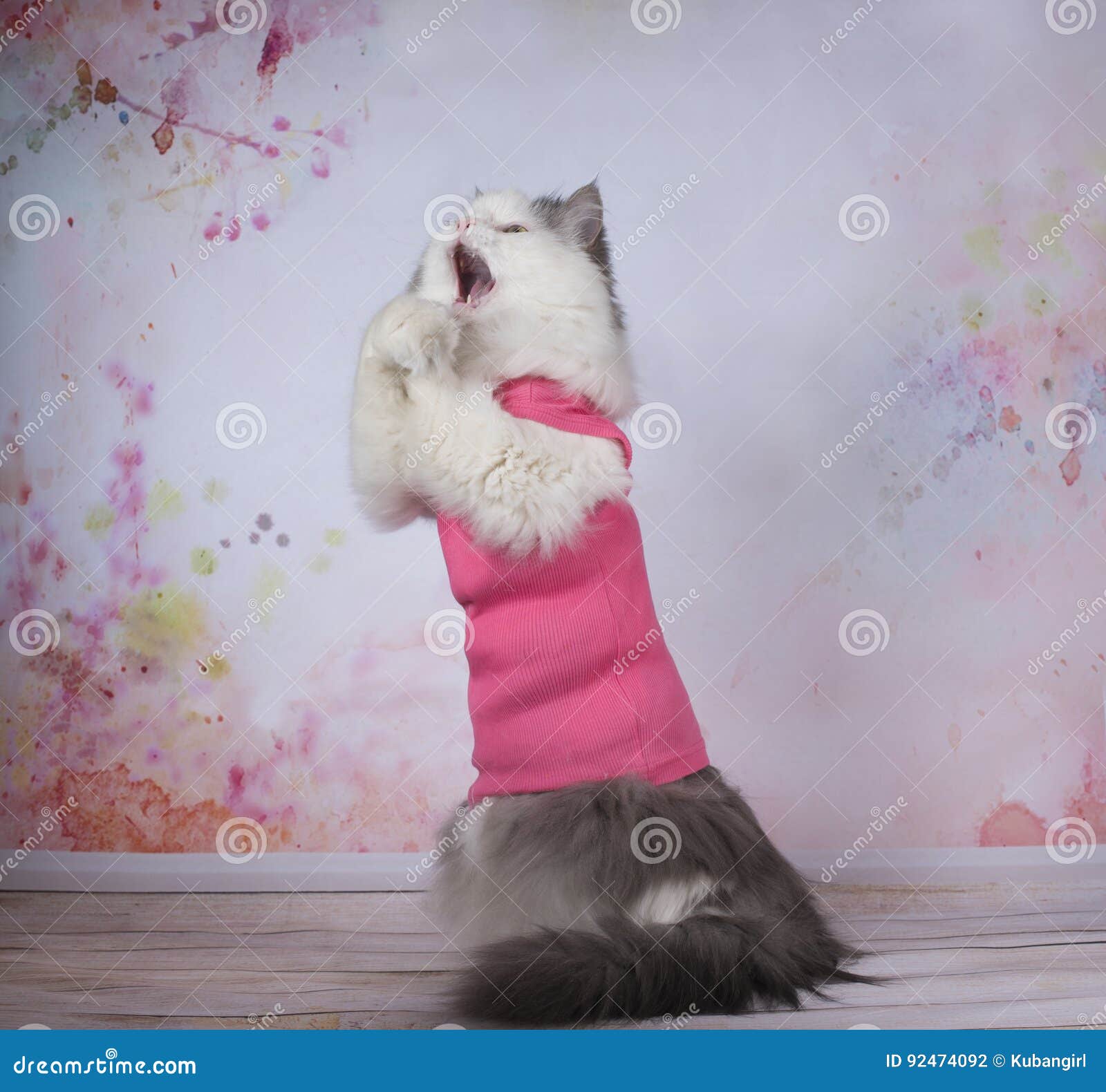 Cat doing yoga exercises stock photo. Image of funny - 92474092