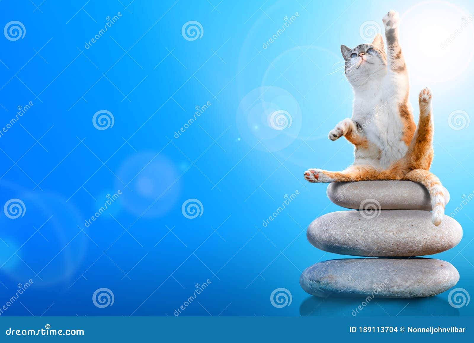 Cat Doing a Yoga Pose while Balancing on Stones Stock Photo - Image of ...