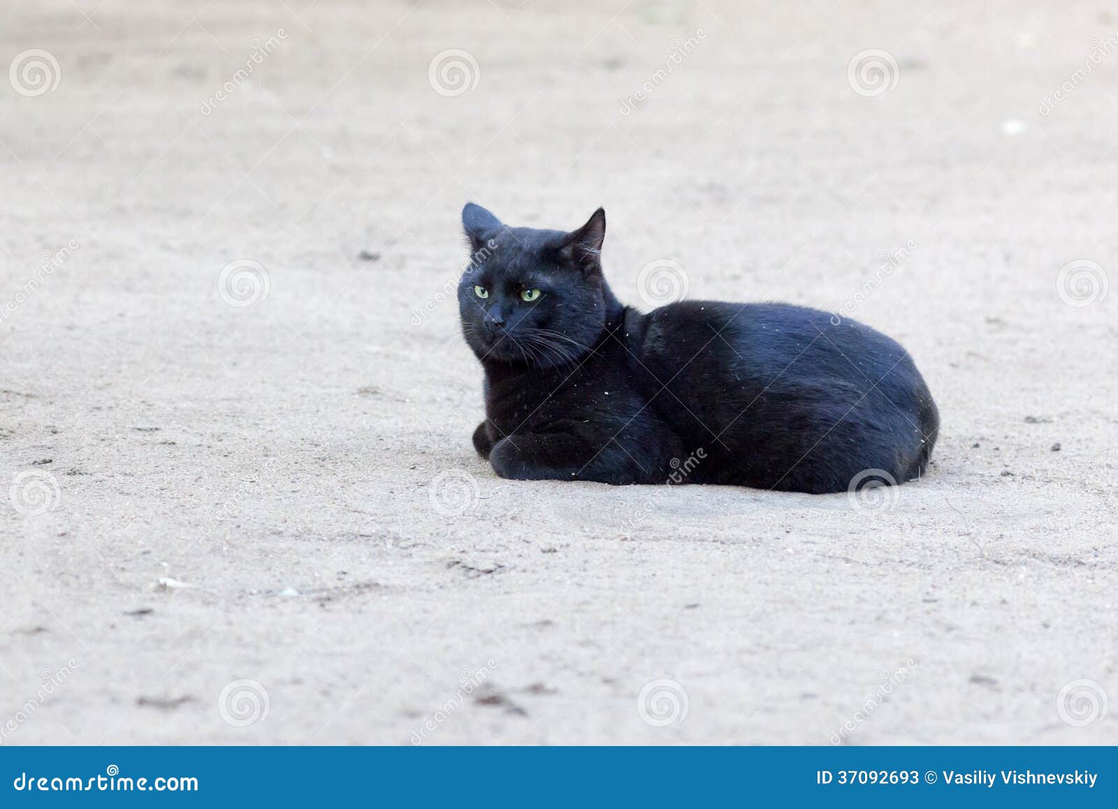 Cat. stock image. Image of animal, kitty, dusky, feline - 37092693