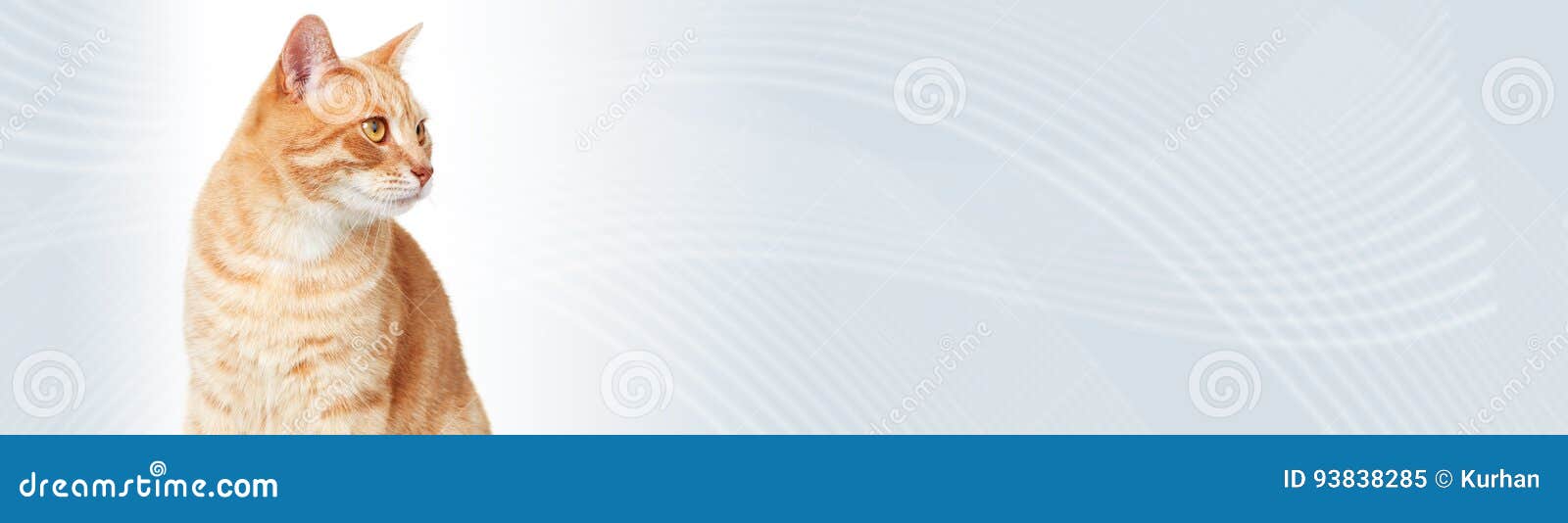 Cat stock image. Image of tomcat, nice, lovely, cattish - 93838285