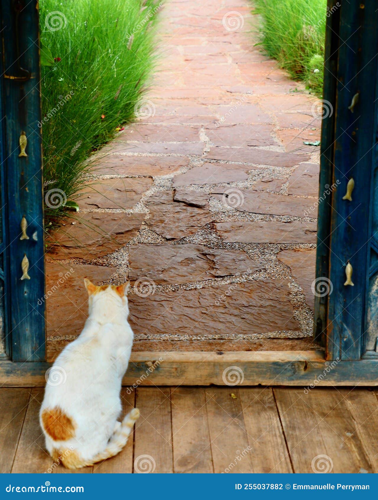 A Cat at the Door stock photo. Image of mammal, sits - 255037882