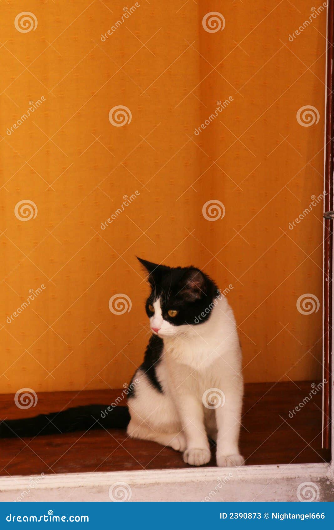 Cat In The Doorway Picture. Image: 2390873