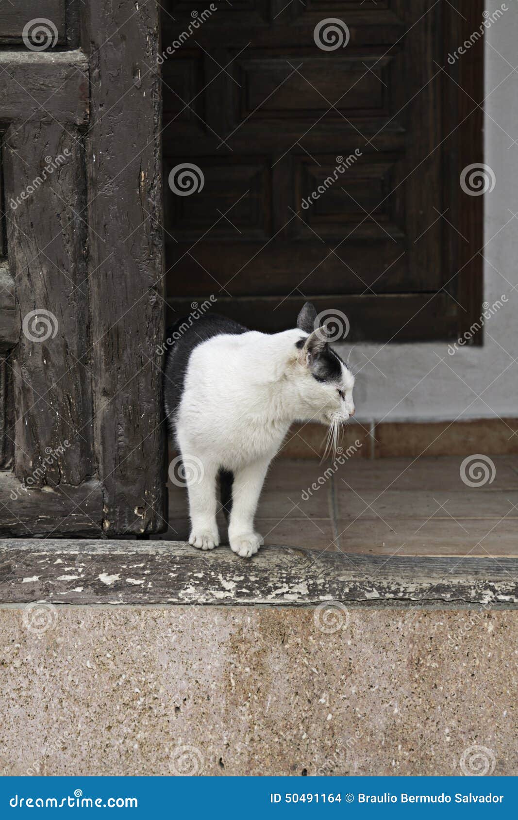 Cat in the doorway stock photo. Image of curiosity, outdoor - 50491164