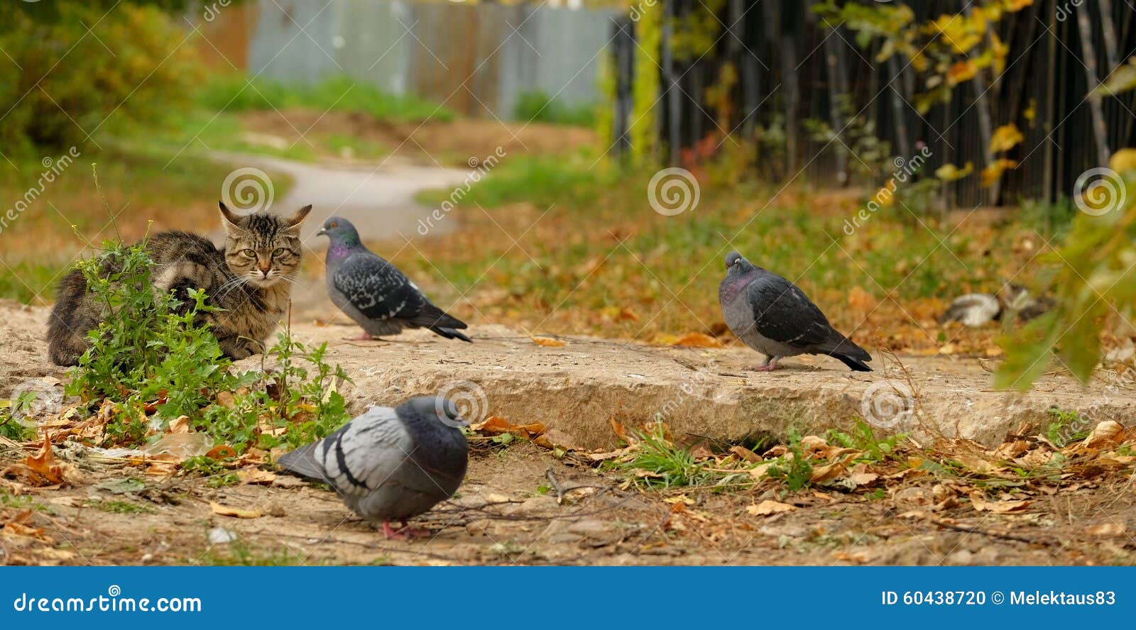 Cat and doves stock photo. Image of cats, animal, doves - 60438720