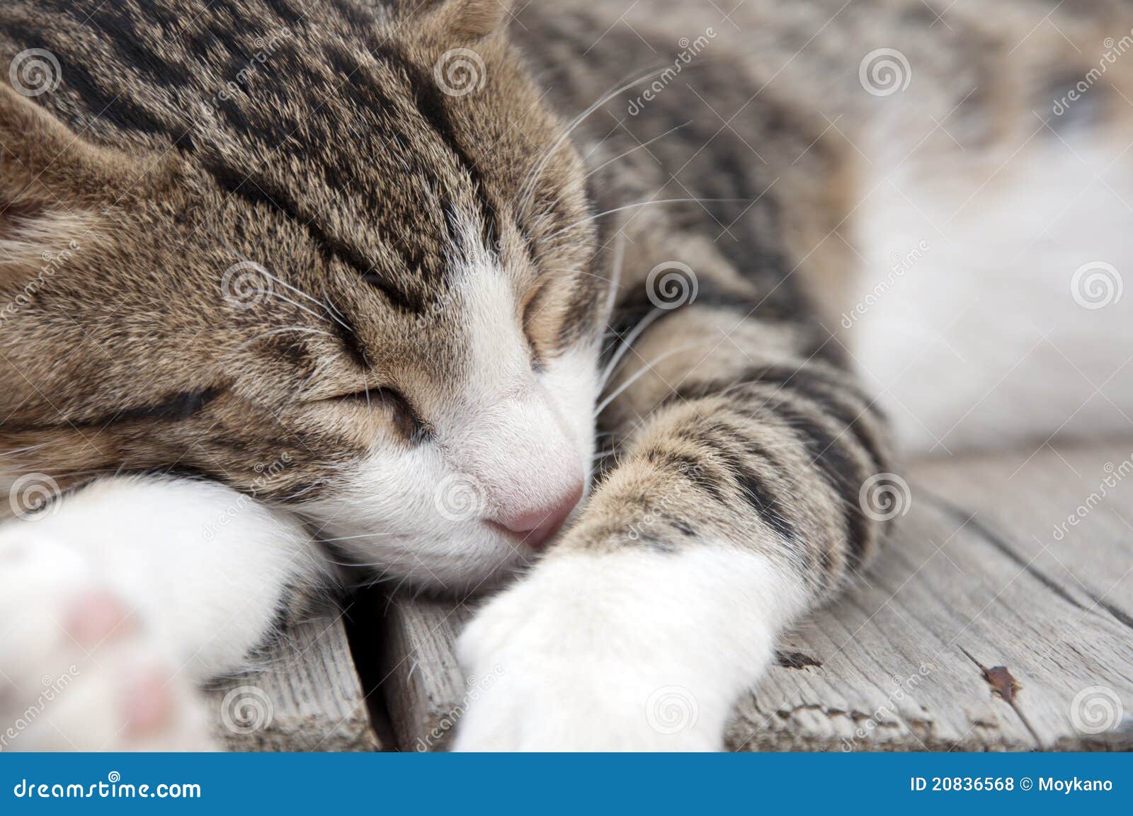 The cat dozing stock photo. Image of napping, soft, beautiful - 20836568