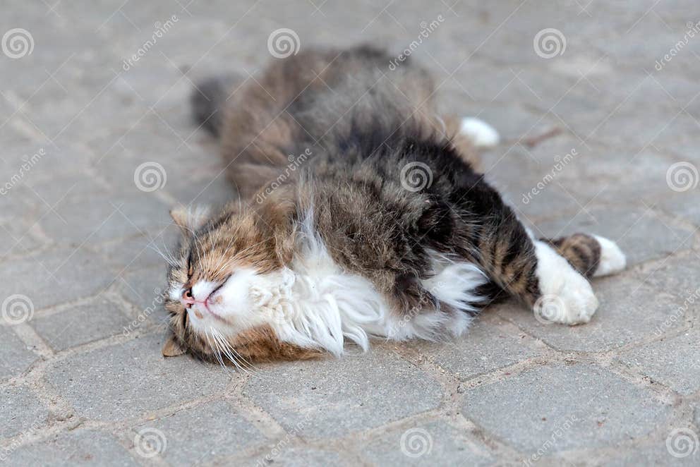 Cat Dragging Out on the Ground Stock Photo - Image of ground, space ...