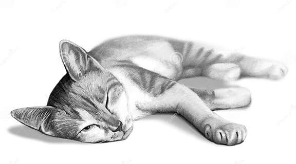Cat drawing sketch stock illustration. Illustration of kitty - 20247707