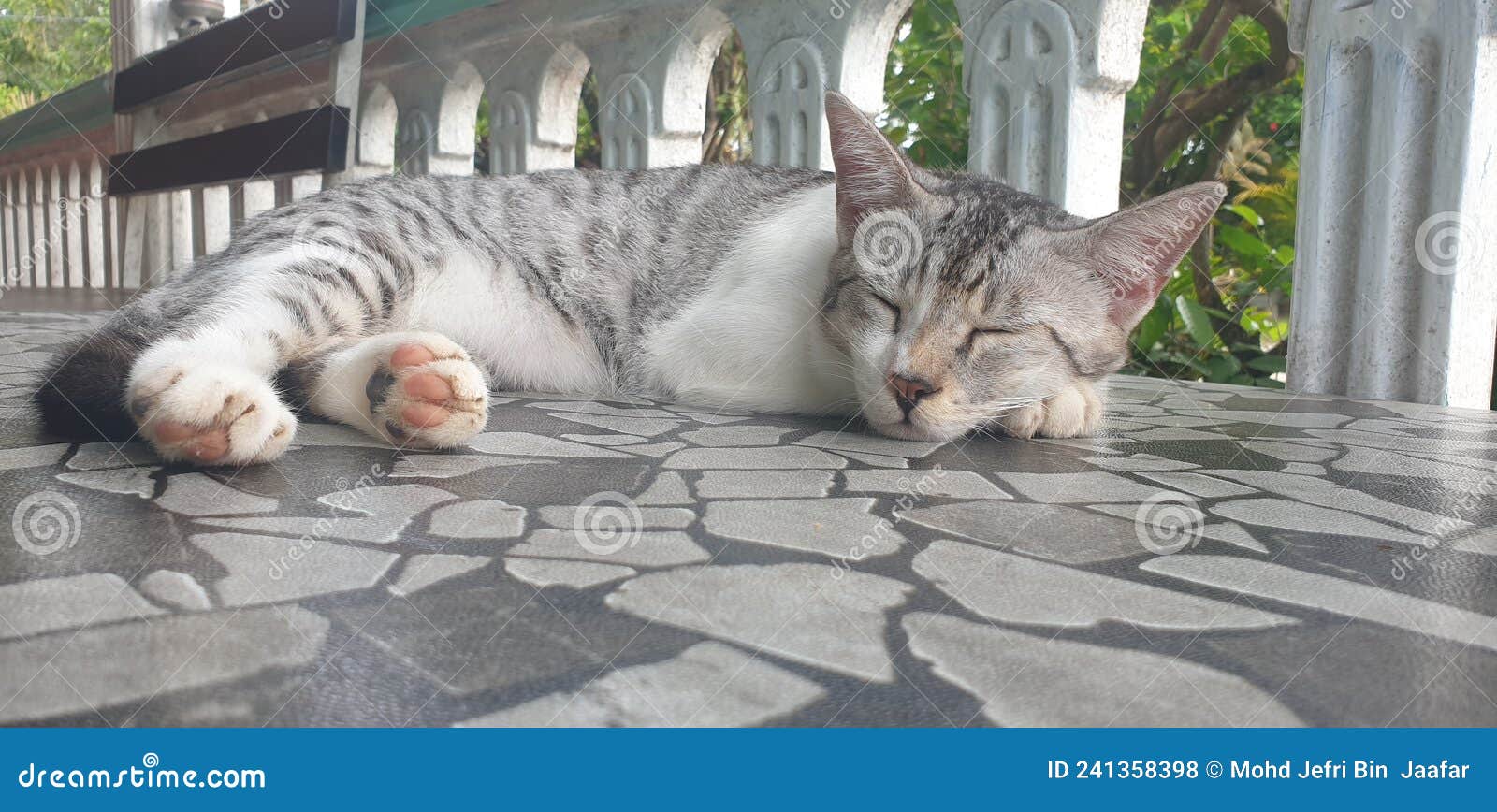 Cat dream true stock photo. Image of kampung, village - 241358398