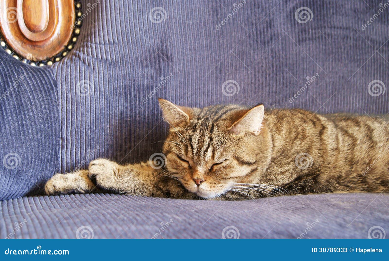 Cat Dreams imagen de archivo. Imagen de animal, divertido - 30789333