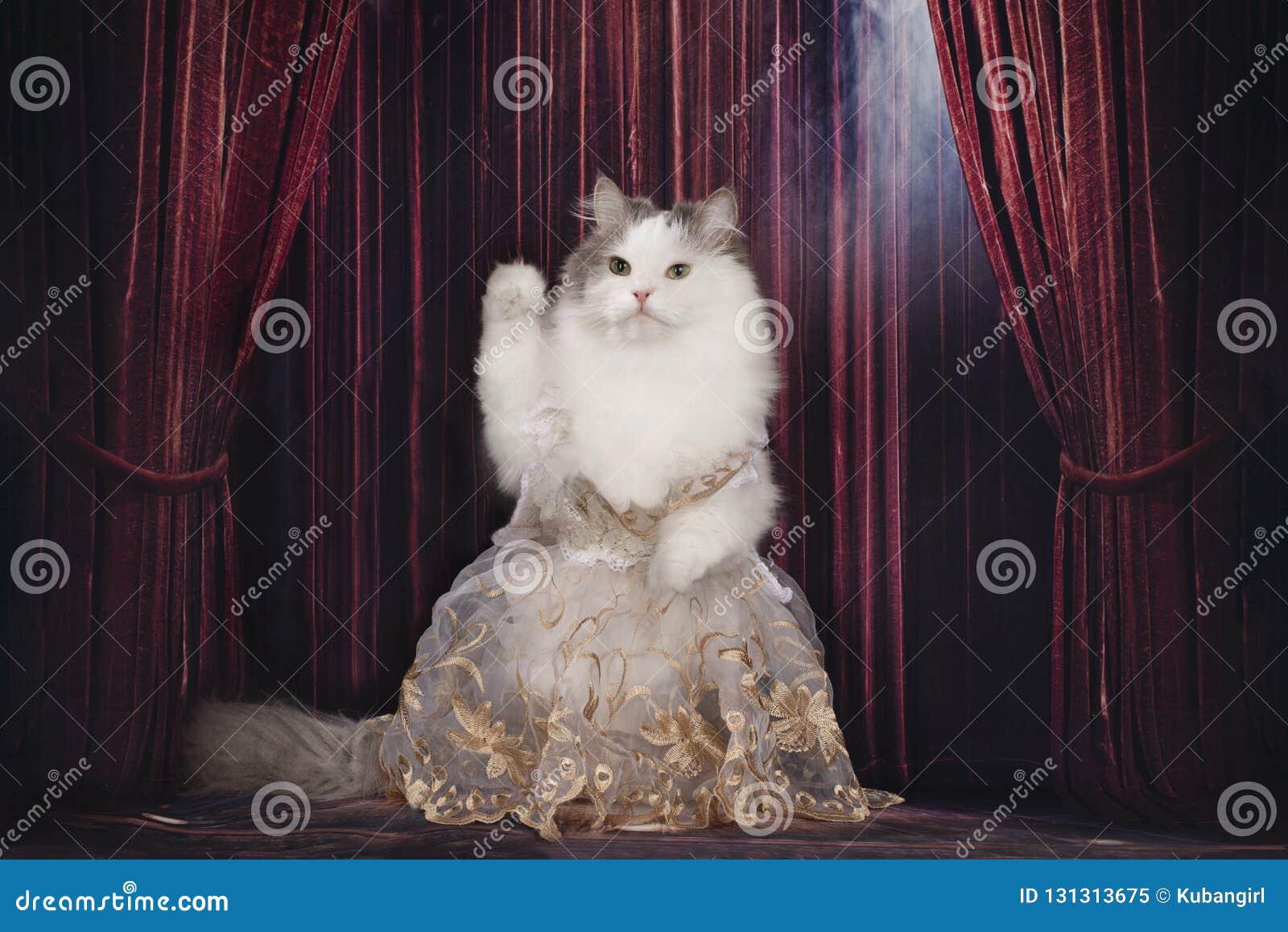 Cat Opera Singer Stock Photos - Free & Royalty-Free Stock Photos from ...