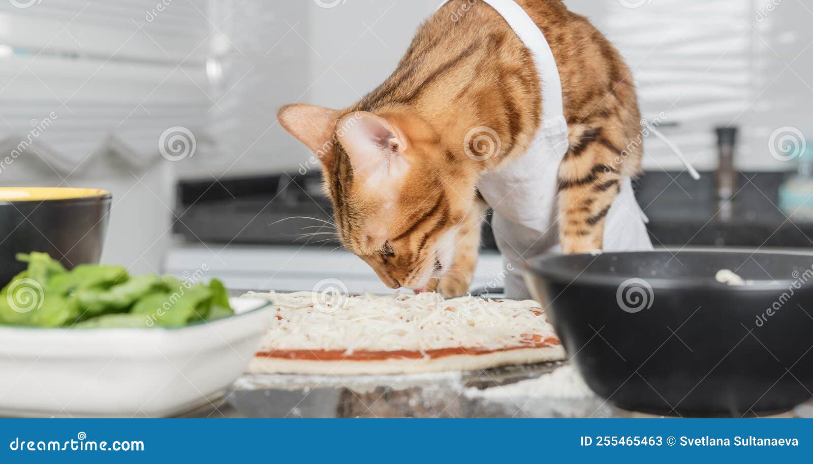 A Cat Dressed As a Chef Prepares Pizza in the Kitchen Stock Image ...