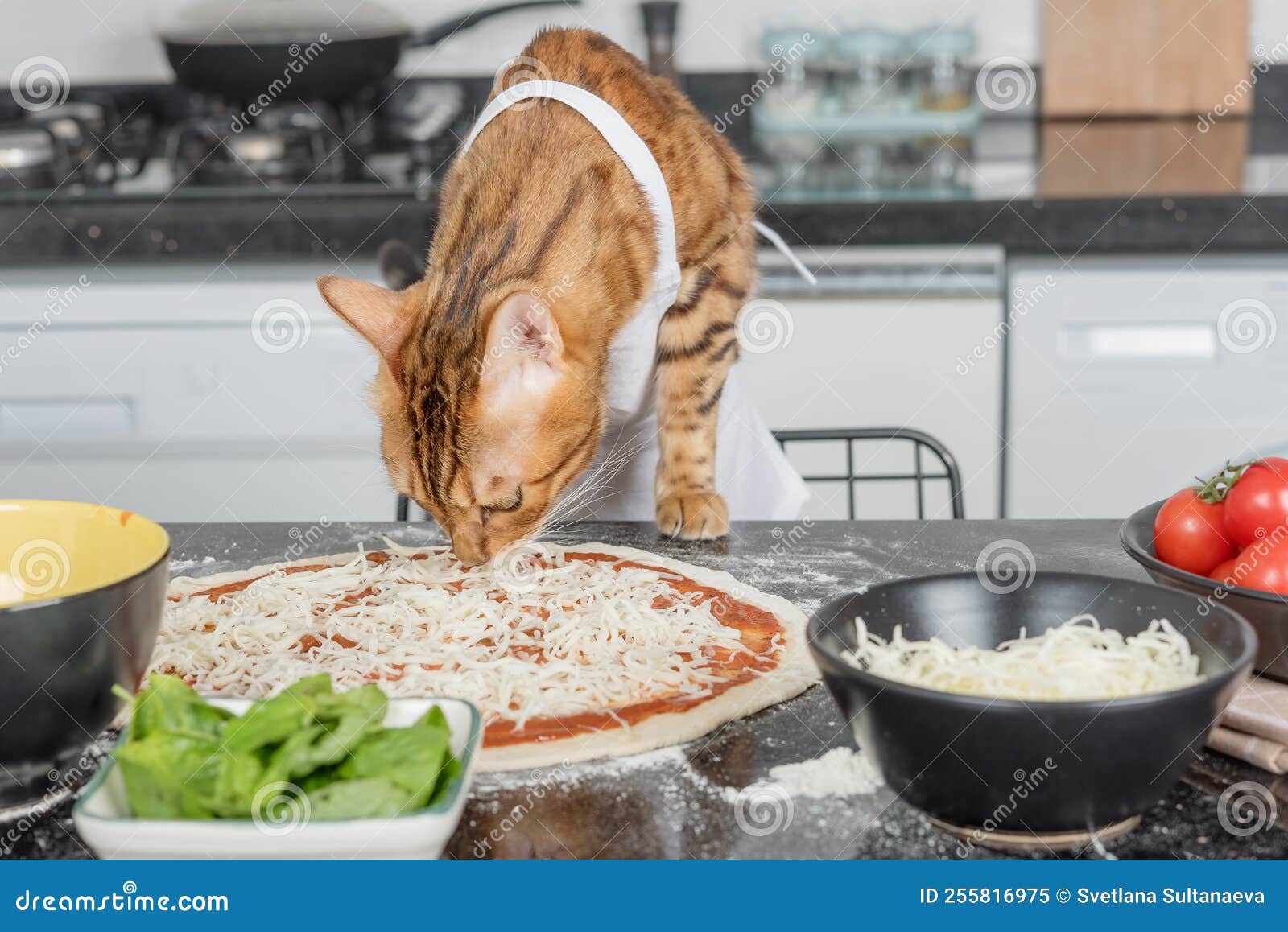 A Cat Dressed As a Chef Prepares Pizza in the Kitchen Stock Image ...