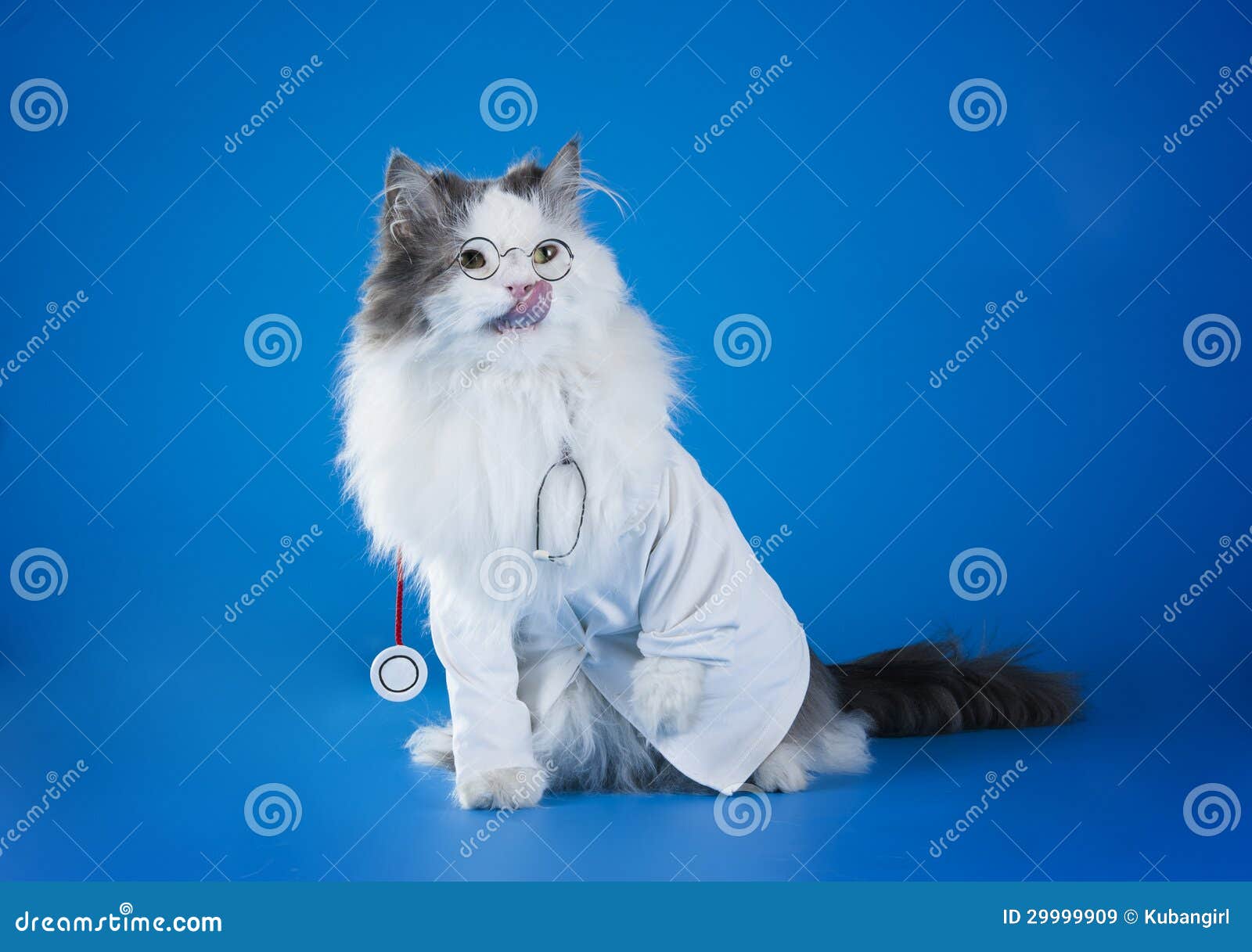 Dr. cat stock image. Image of health, doctor, medical - 29999909