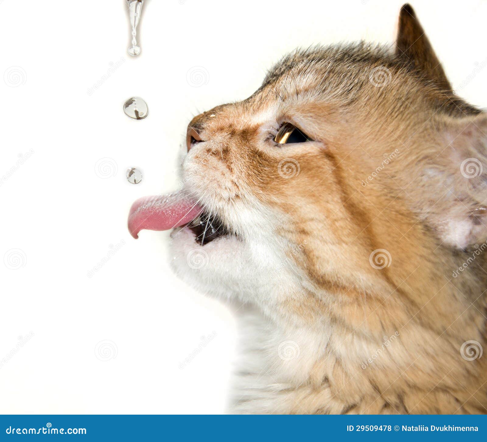 Cat drinking stock photo. Image of pussycat, wash, fresh - 29509478