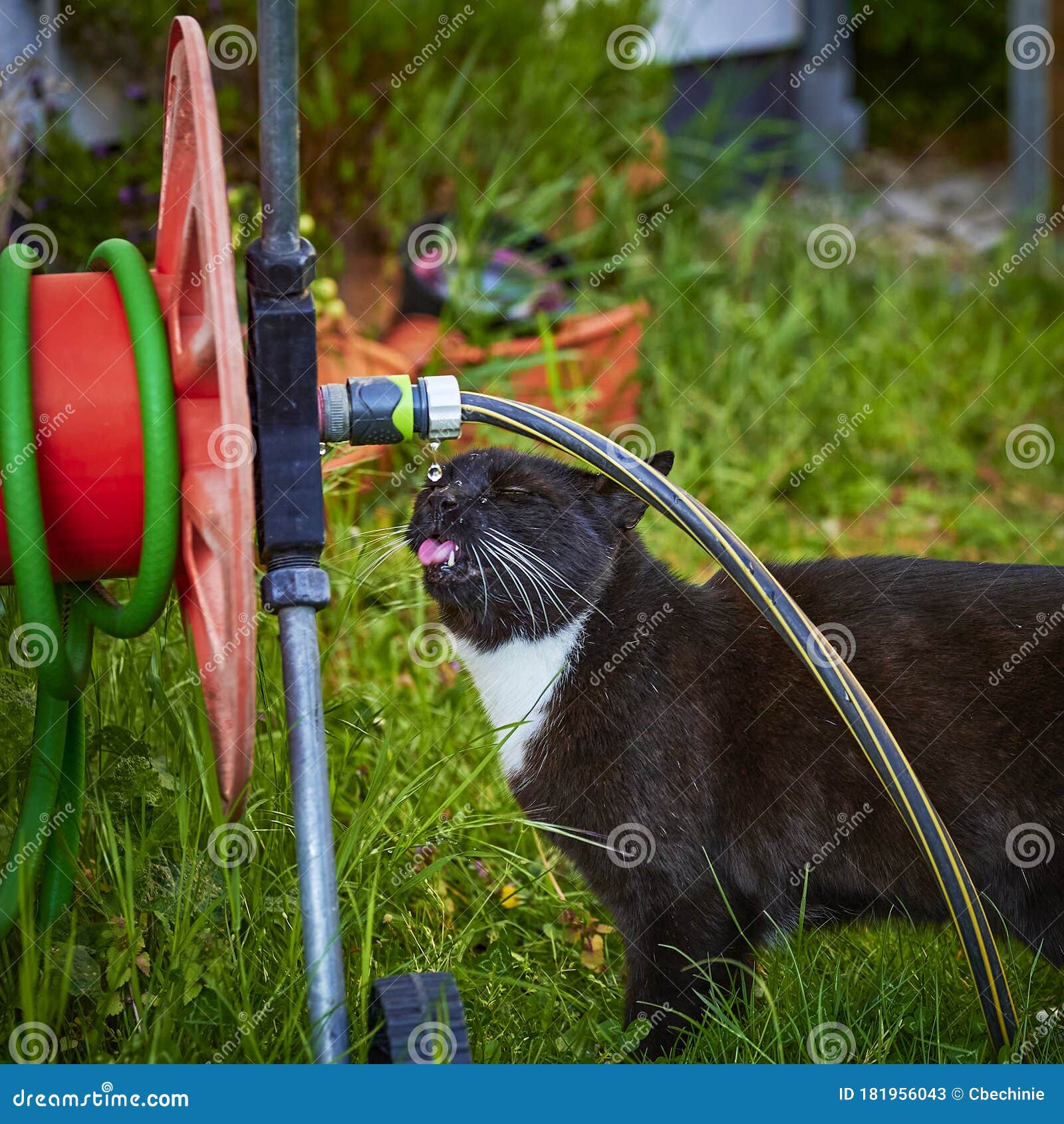 Cat Drinking from a Dripping Garden Hose in the Garden Stock Image ...