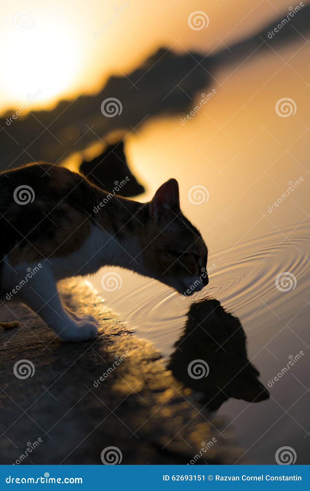 Cat drinking from a lake stock image. Image of portrait - 62693151