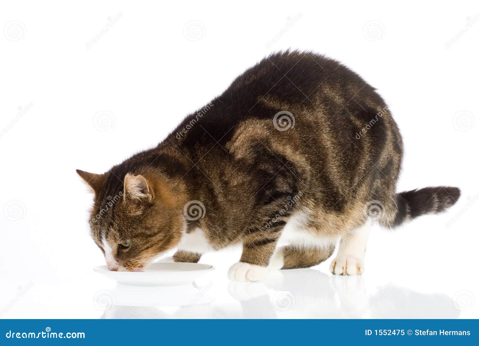 Cat drinking milk 1 stock image. Image of isolated, kitty - 1552475