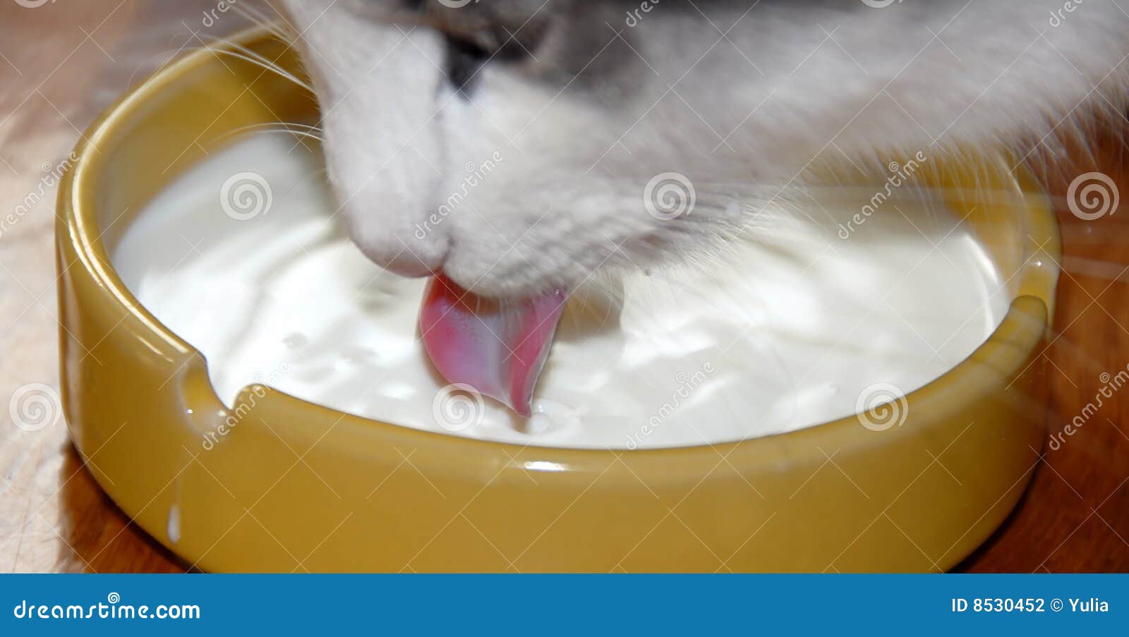 Cat drinking milk stock photo. Image of cute, face, felines - 8530452