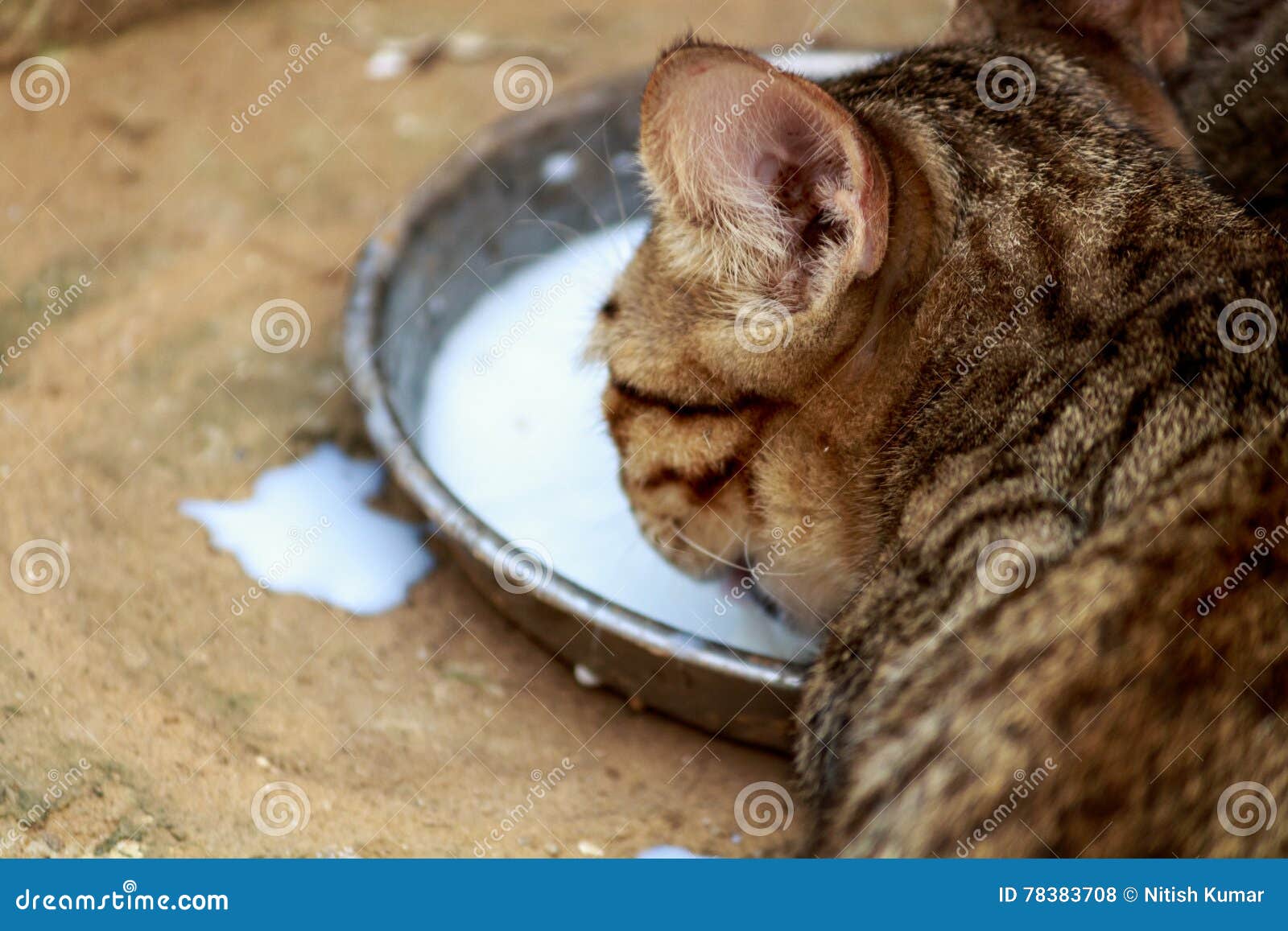 Cat Drinking Milk Stock Photos - Royalty Free Stock Images