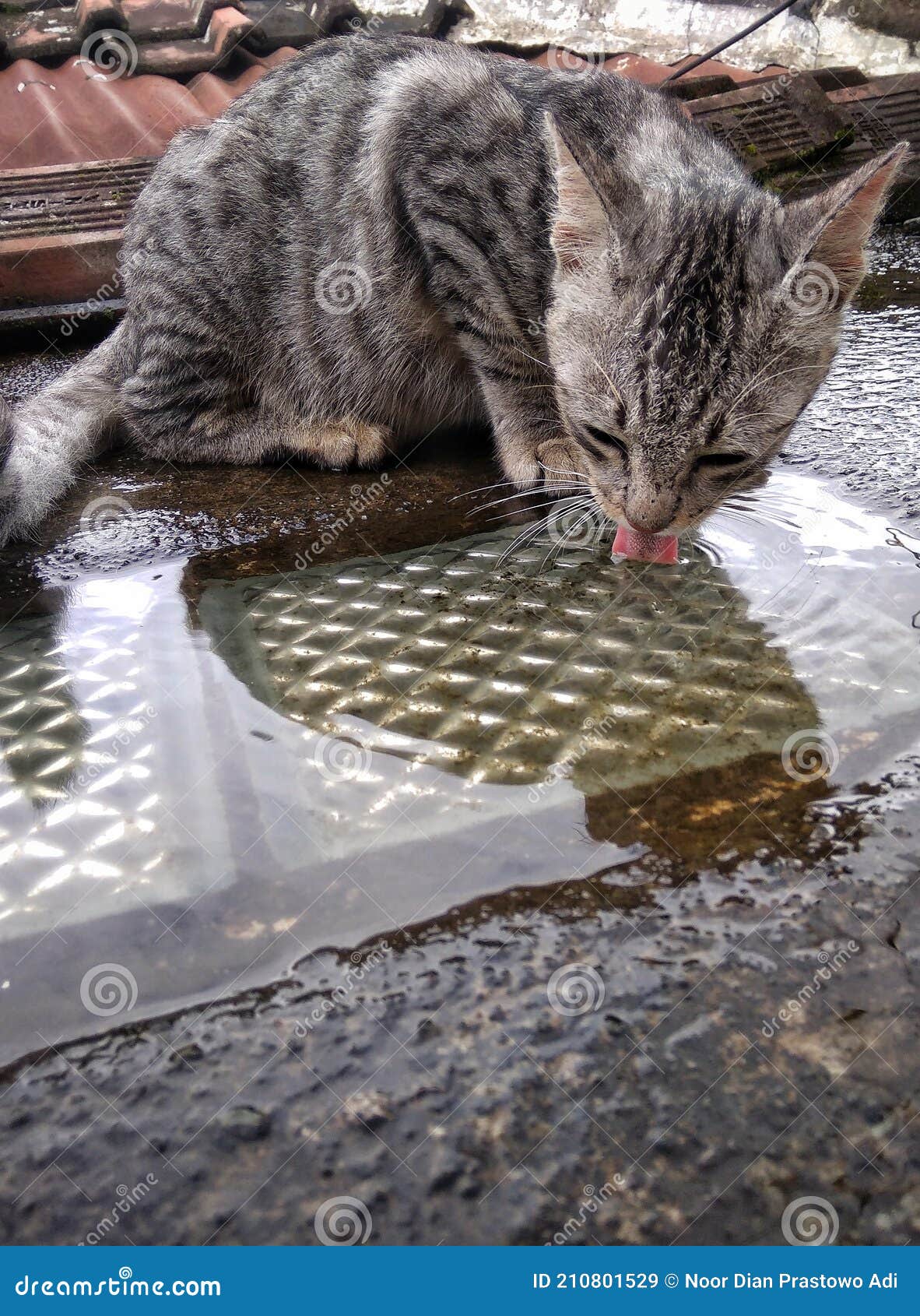 The Cat is Drinking in a Puddle Stock Image - Image of kitten, mammal ...