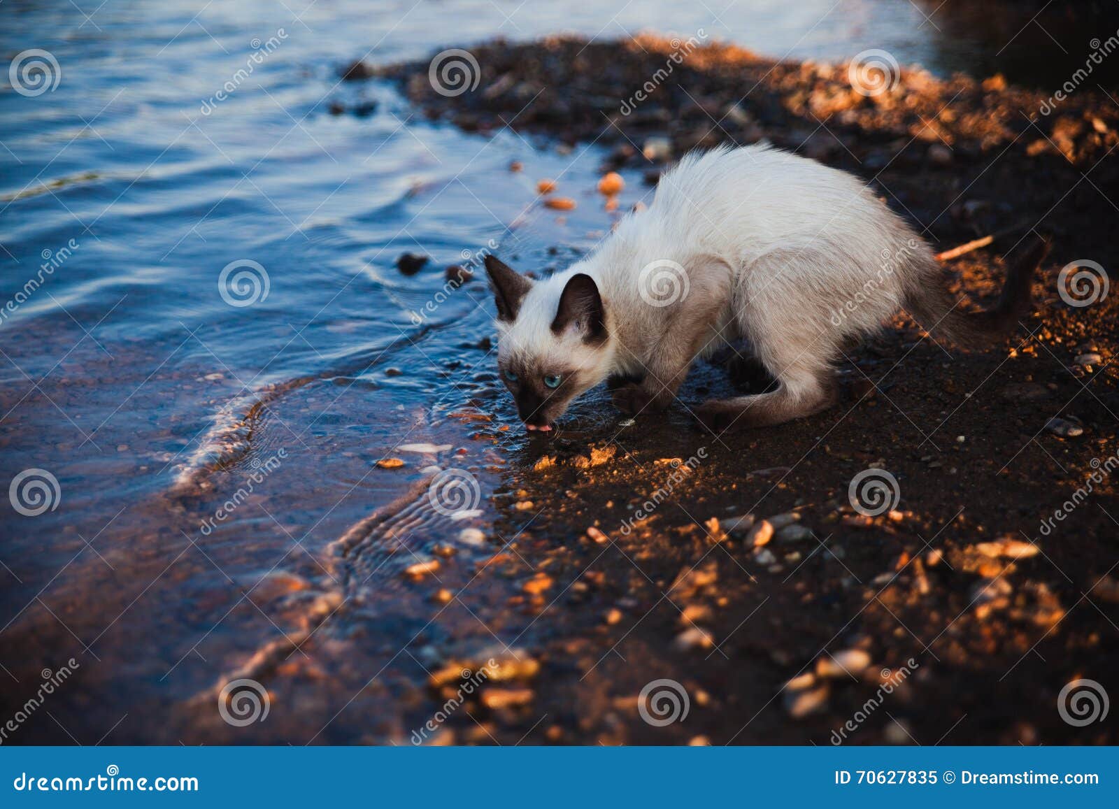 Cat Drinking from the River Stock Image - Image of siamese, stones ...