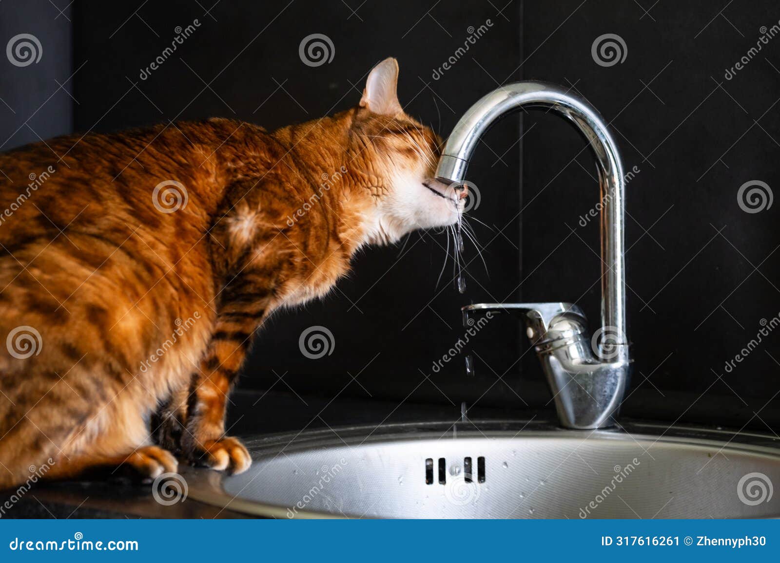 Cat Drinking Tap Water from the Kitchen Sink Stock Image - Image of ...