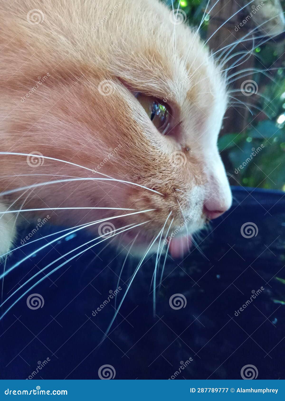 Cat Drinking Water an Cute Cat Stock Image - Image of water, dinding ...