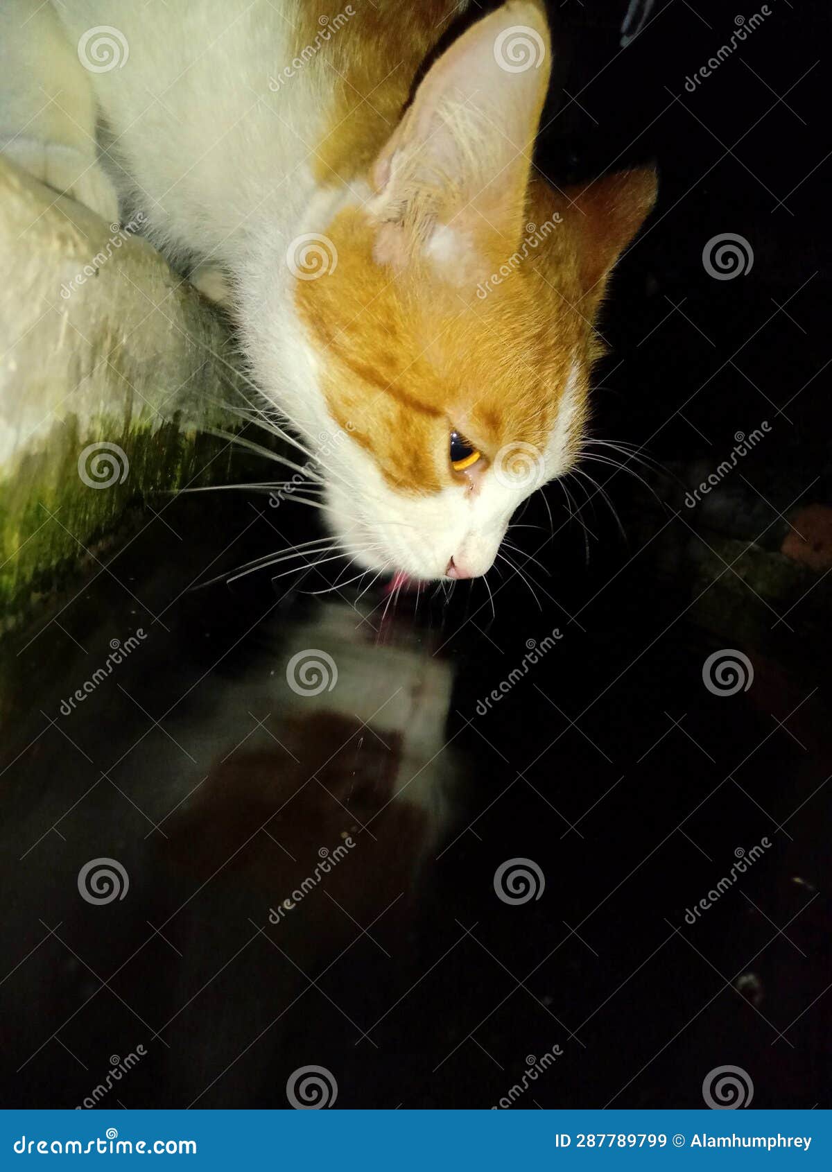 Cat Drinking Water at Fish Pool Stock Image - Image of water, drinking ...