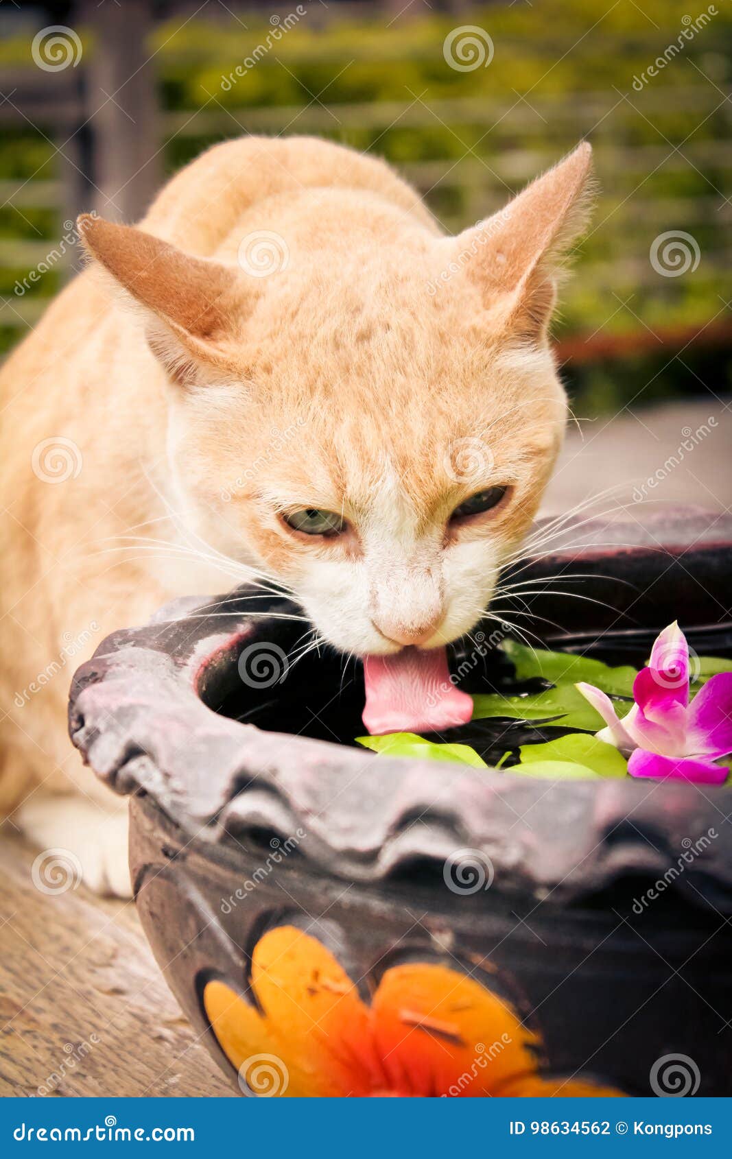 Cat Drinking Water from Pot Stock Photo - Image of cats, animal: 98634562