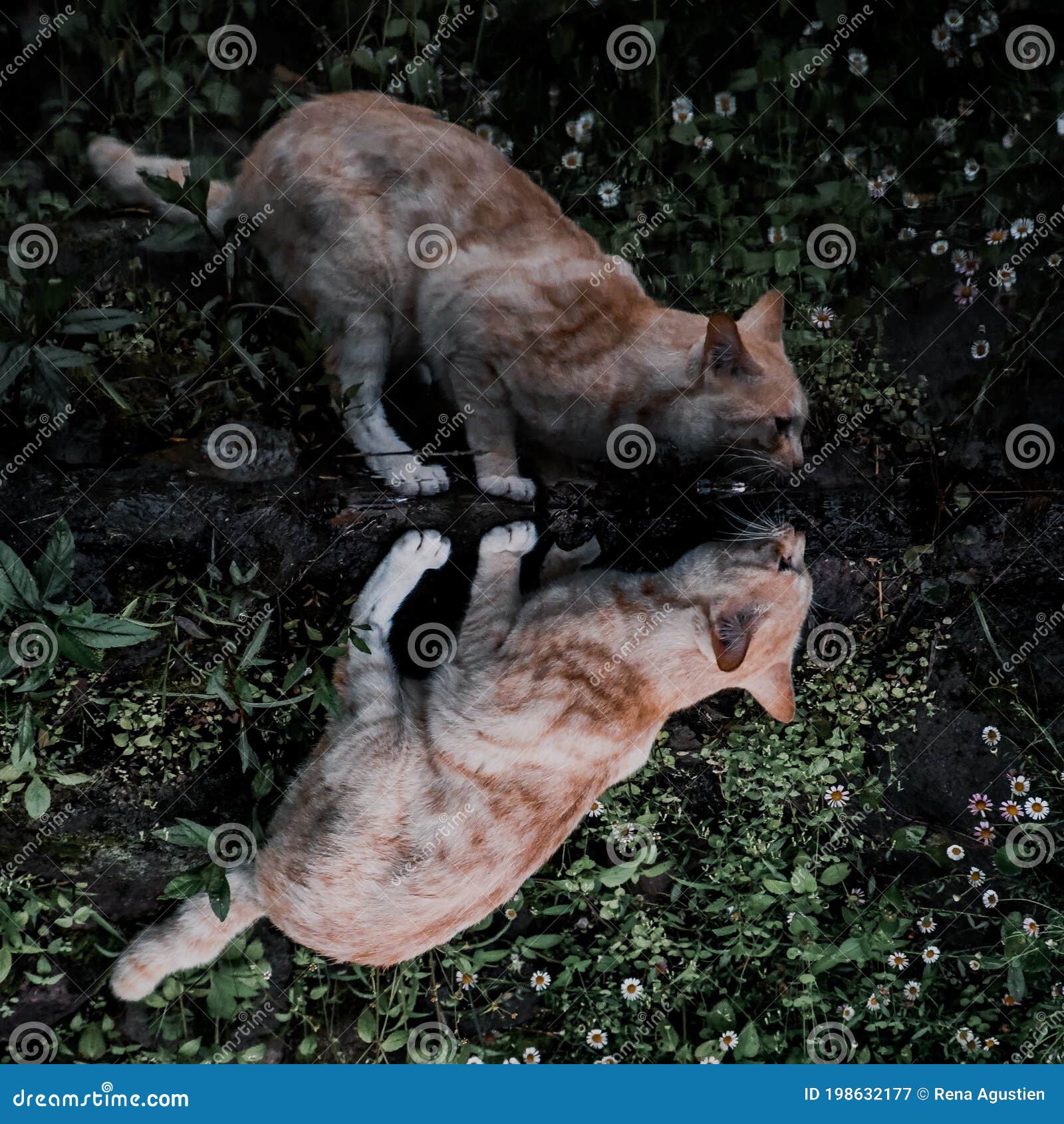 A Cat is Drinking Water with Reflection Stock Image - Image of mirror ...