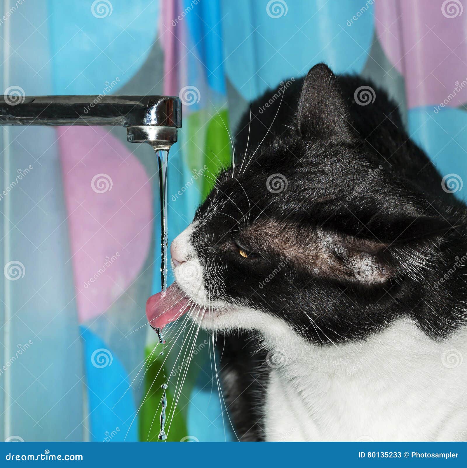 Cat Drinking Water from a Tap Stock Image - Image of sprinkles, happy ...