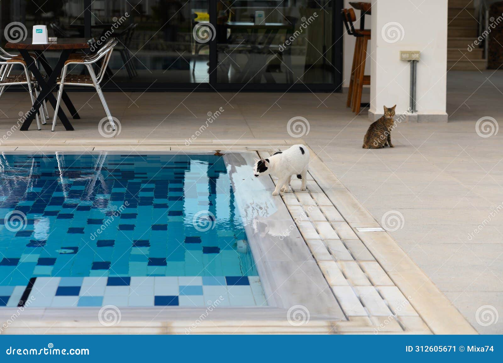 The Cat Drinks Water from the Pool Stock Image - Image of drink, mammal ...
