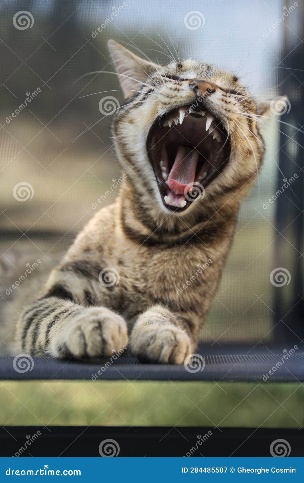 The Cat with the Drooping Mouth. Cat S Fangs Stock Image - Image of ...