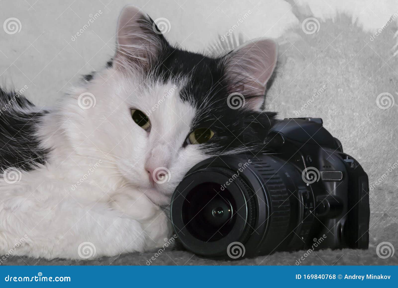 Cat DSLR Lies on the Photo Camera Stock Photo - Image of closeup ...