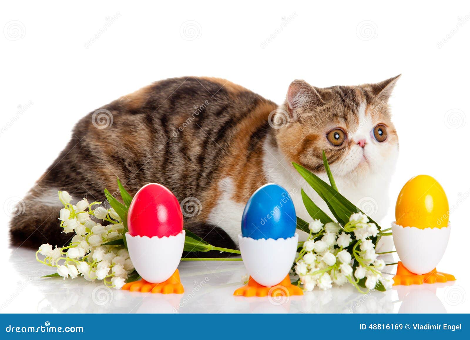 Cat with Easter Coloured Eggs Isolated on Background Stock Image ...