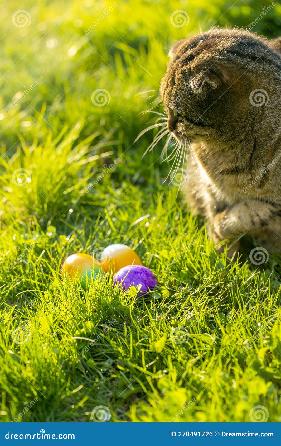 Cat and Easter Eggs on Grass.Easter Egg Hunter.Finding Colored Eggs in the Grass.Easter ...