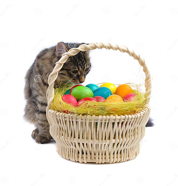 Cat and easter eggs stock photo. Image of colorful, craft - 85413160