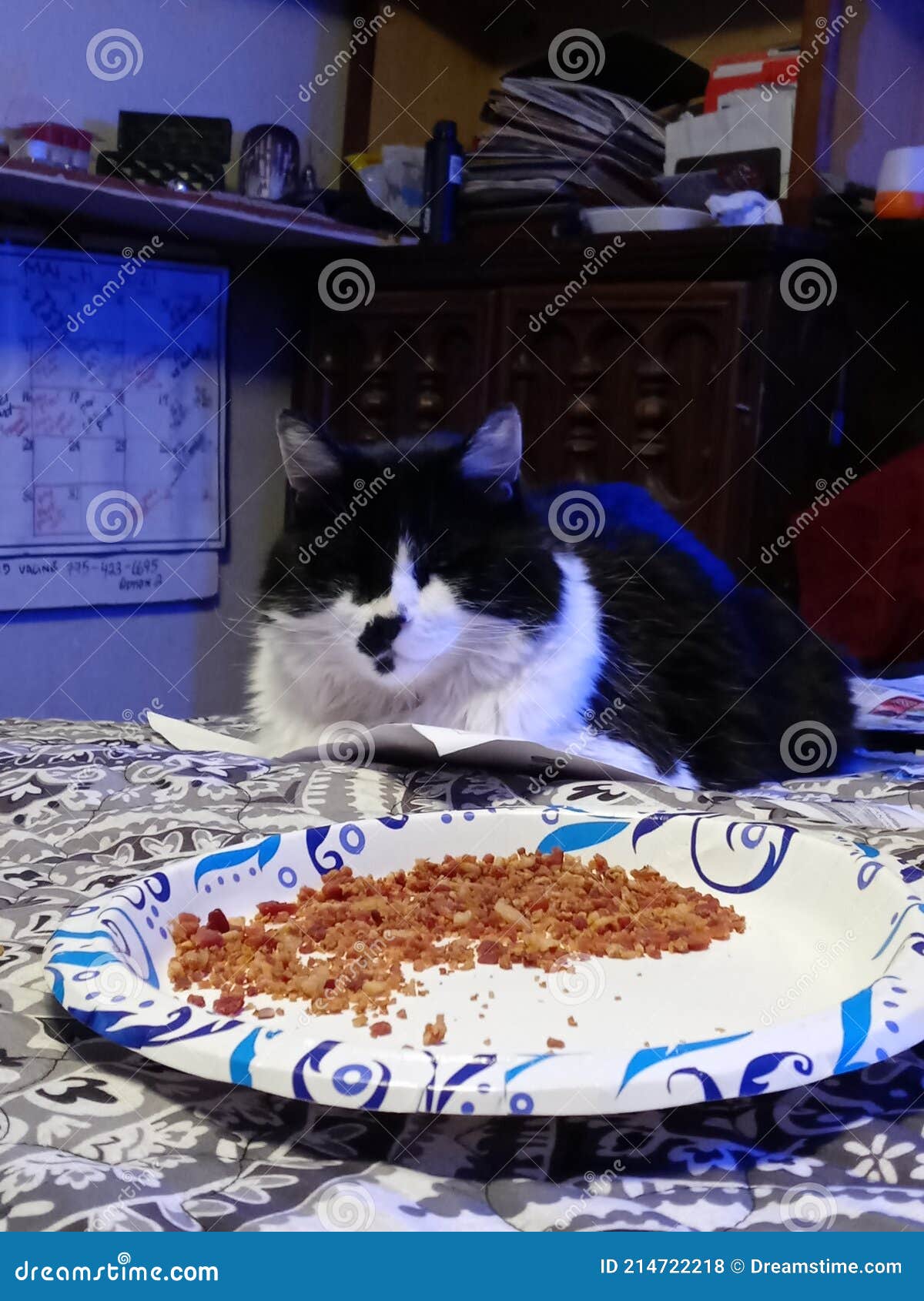 Cat Eat Bacon stock photo. Image of eats, carcass, bacon - 214722218
