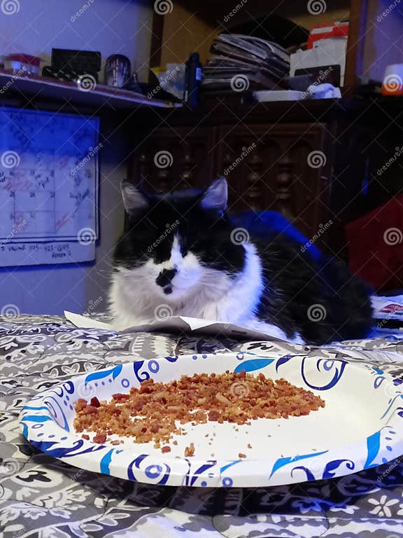 Cat Eat Bacon stock photo. Image of eats, carcass, bacon - 214722218