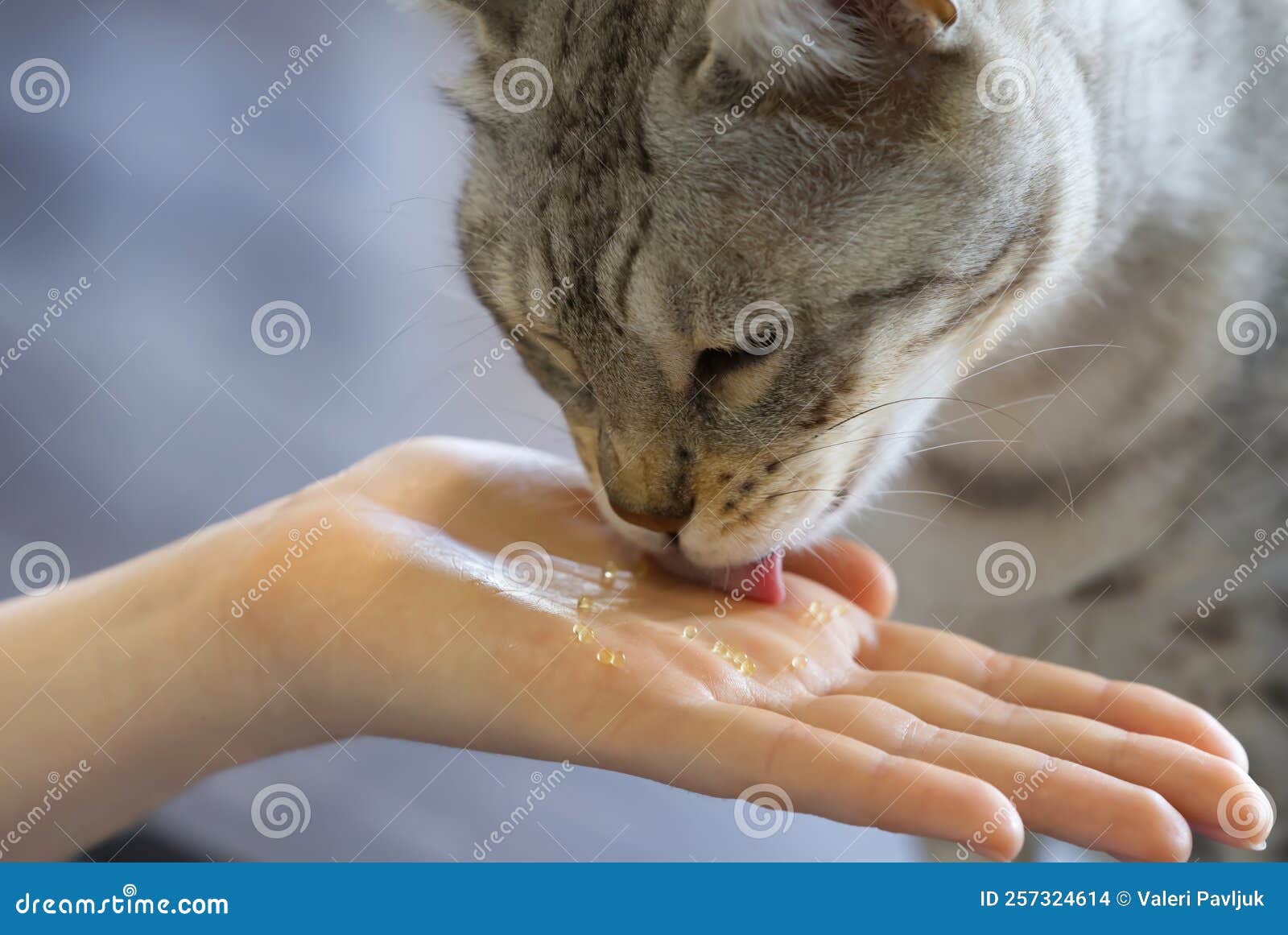 Cat eat caviar from hand. stock photo. Image of animal - 257324614