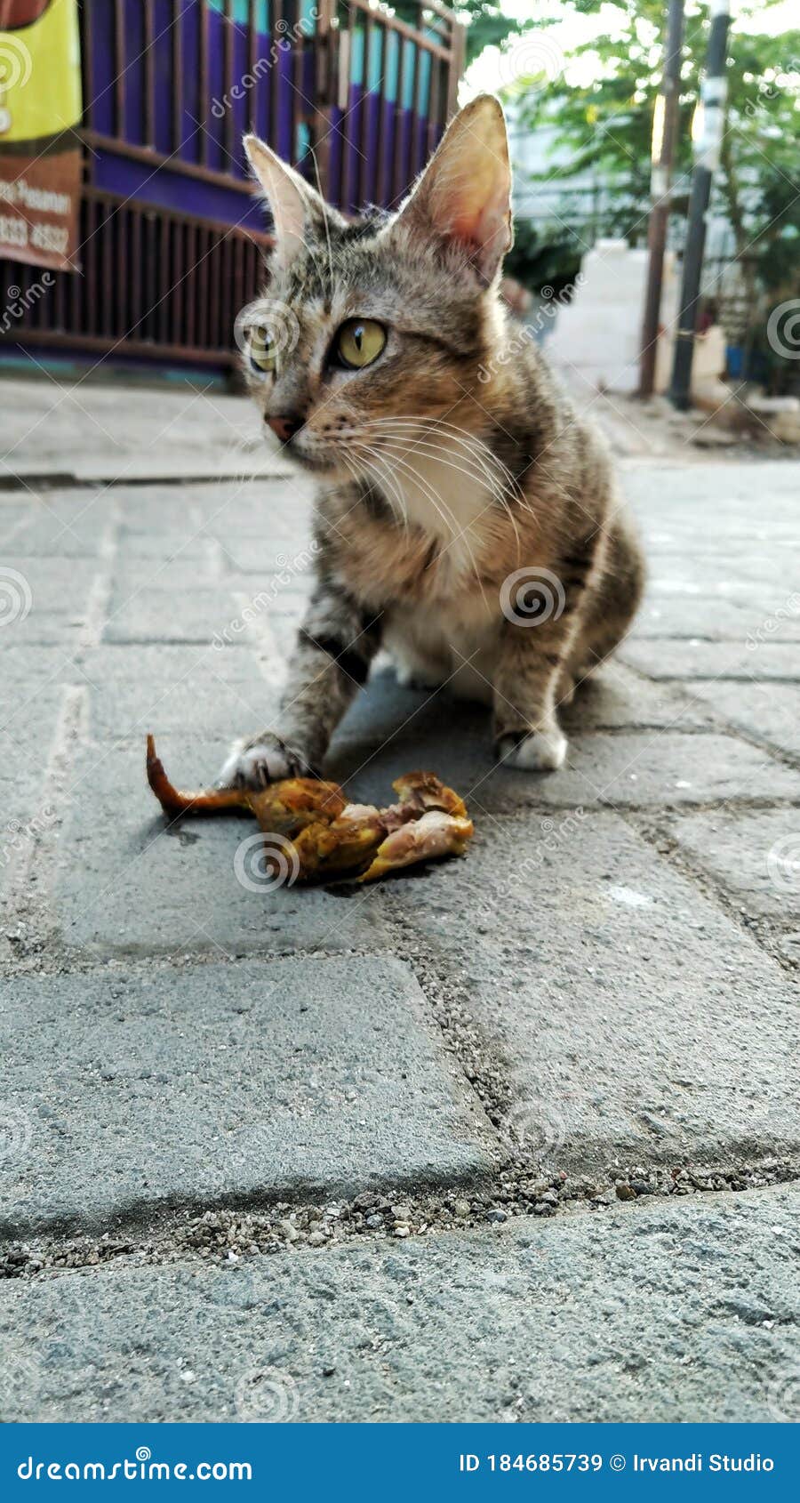 1,132 Cat Wing Photos - Free & Royalty-Free Stock Photos from Dreamstime