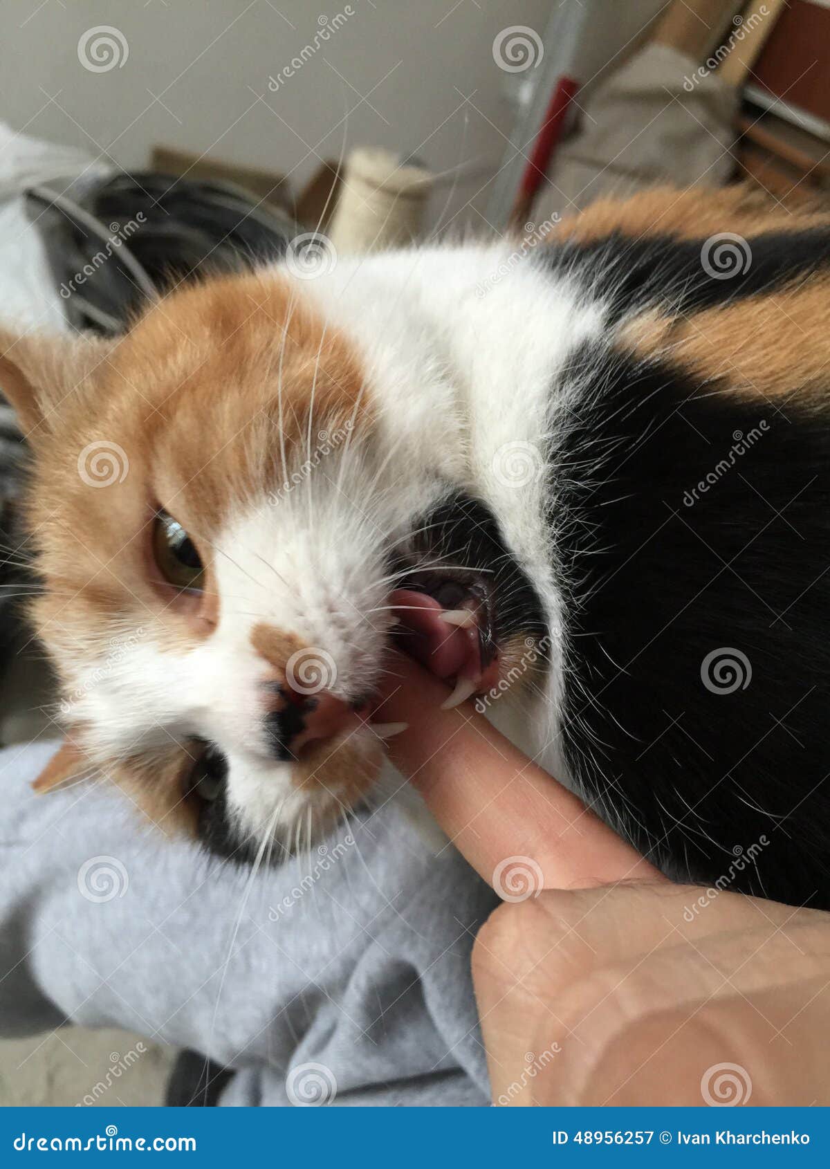 Cat eat finger stock image. Image of kitty, kiev, feline - 48956257