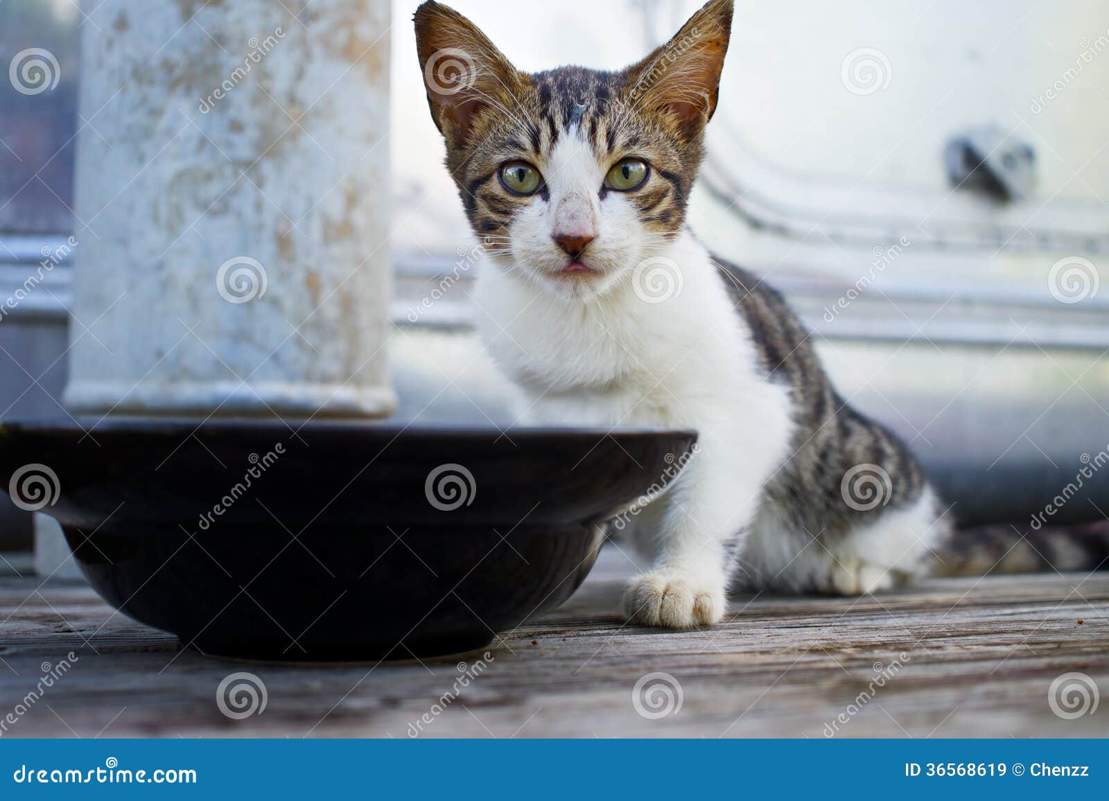 Cat eat food stock image. Image of lunch, eating, plate - 36568619