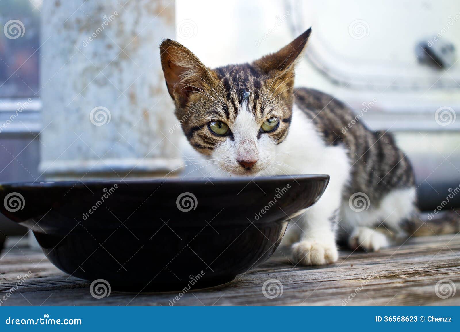 Cat eat food stock image. Image of family, warm, panic - 36568623