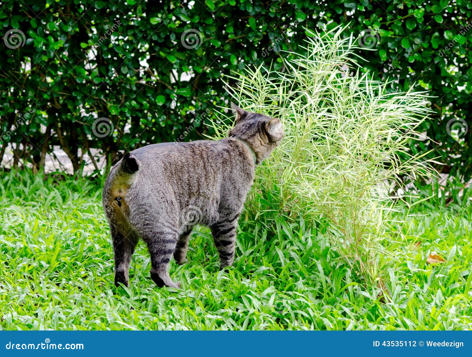 1,037 Cat Eat Plant Photos - Free & Royalty-Free Stock Photos from ...