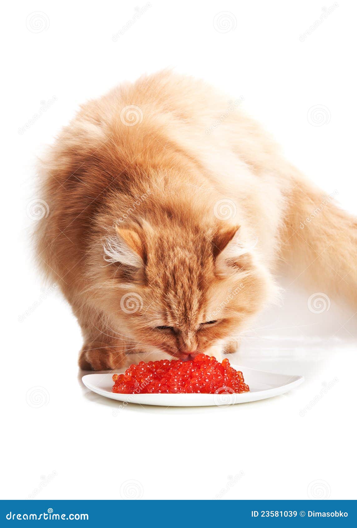 Cat eat red caviar stock image. Image of background, hair - 23581039