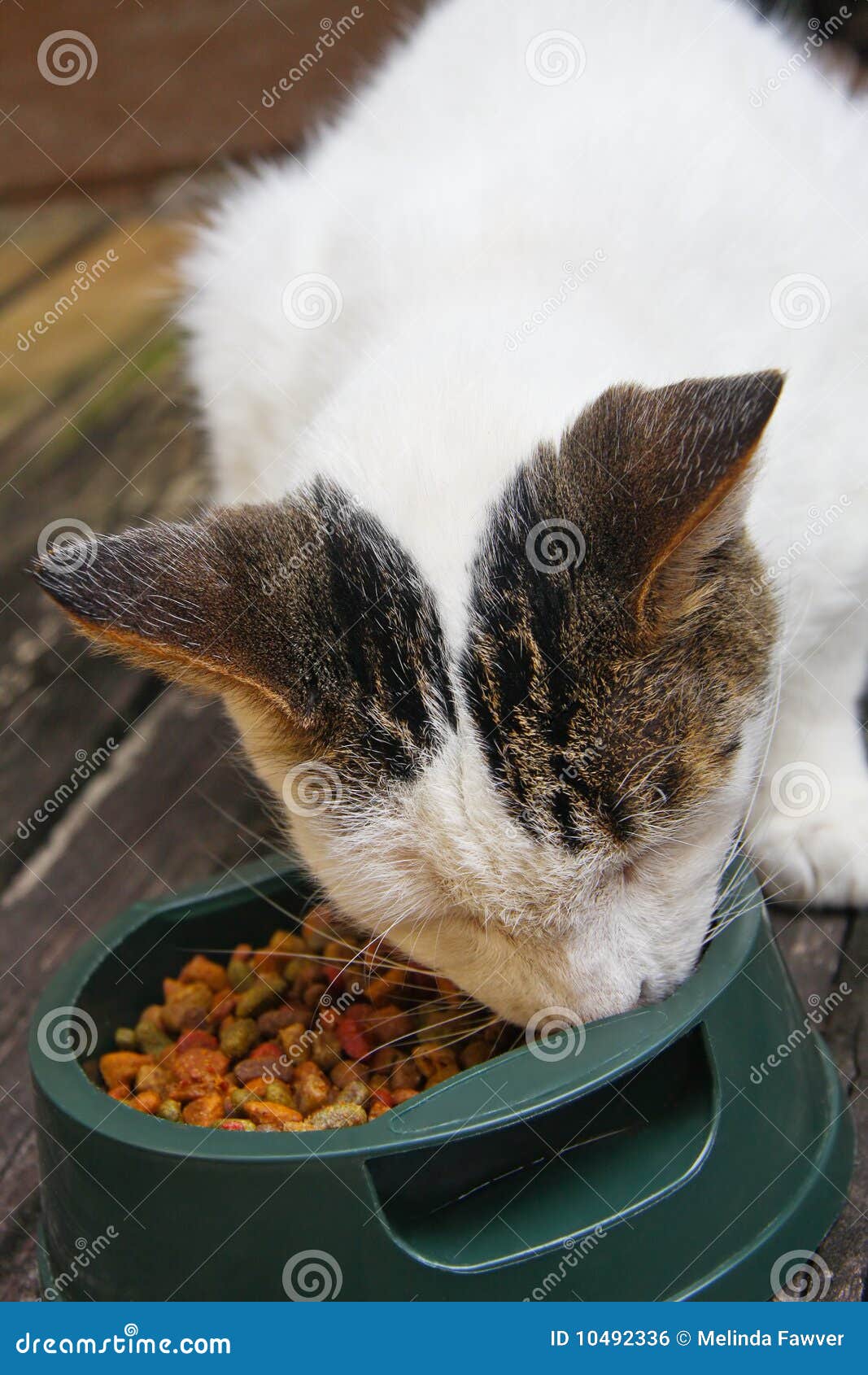 Cat Eating stock photo. Image of outdoors, meal, close - 10492336