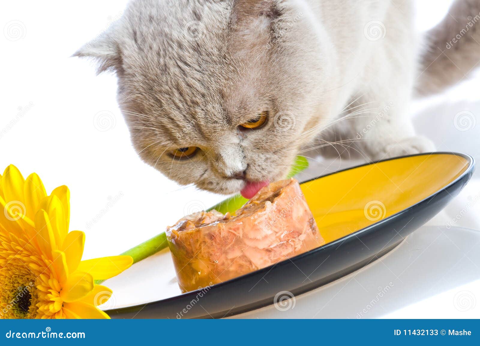 Cat eating stock image. Image of delicious, bowl, health - 11432133