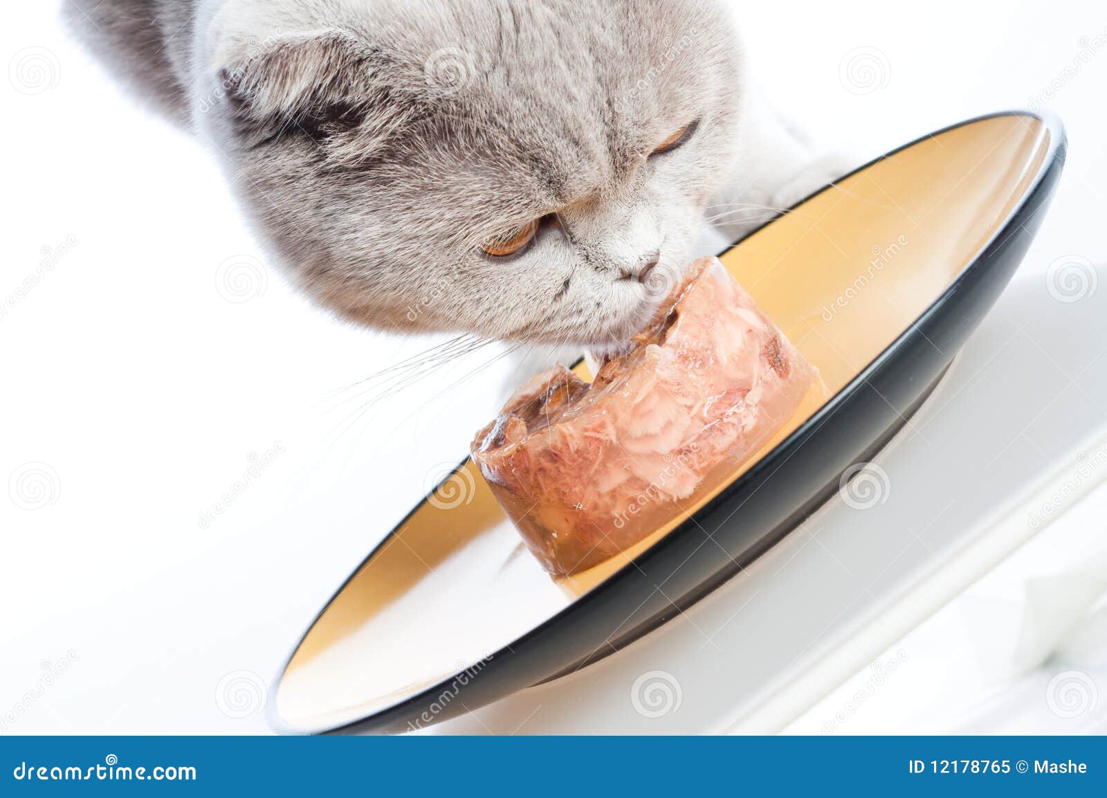 Cat eating stock image. Image of kitty, love, healthy - 12178765