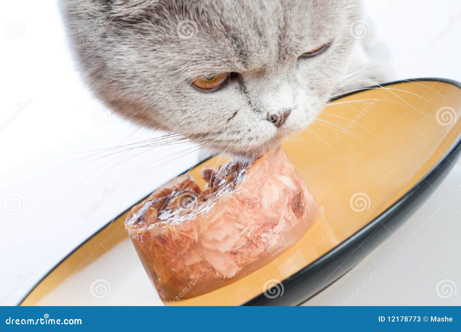 Cat eating stock image. Image of nutrition, colorful - 12178773